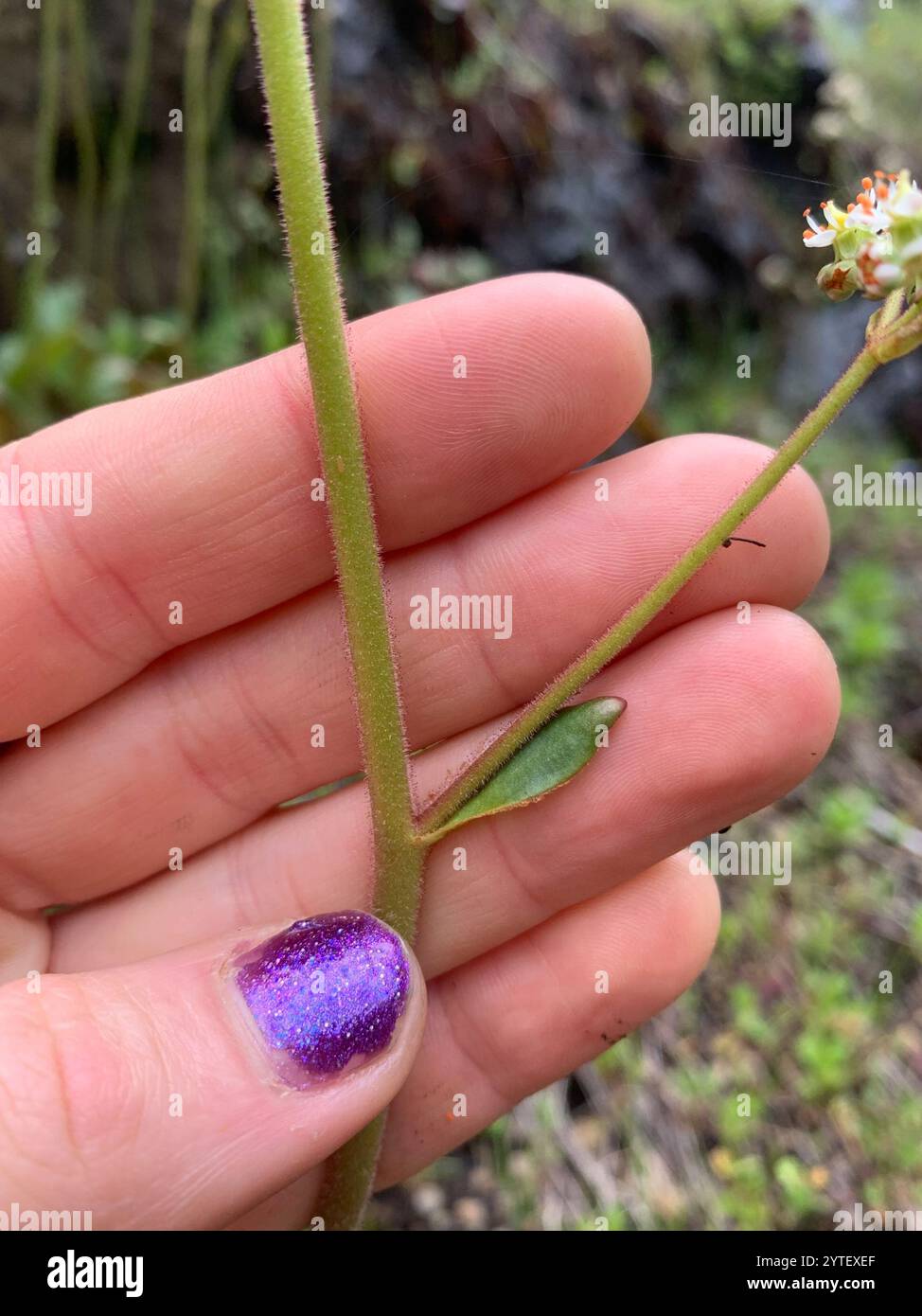 Western Saxifrage (Micranthes occidentalis Stock Photo - Alamy