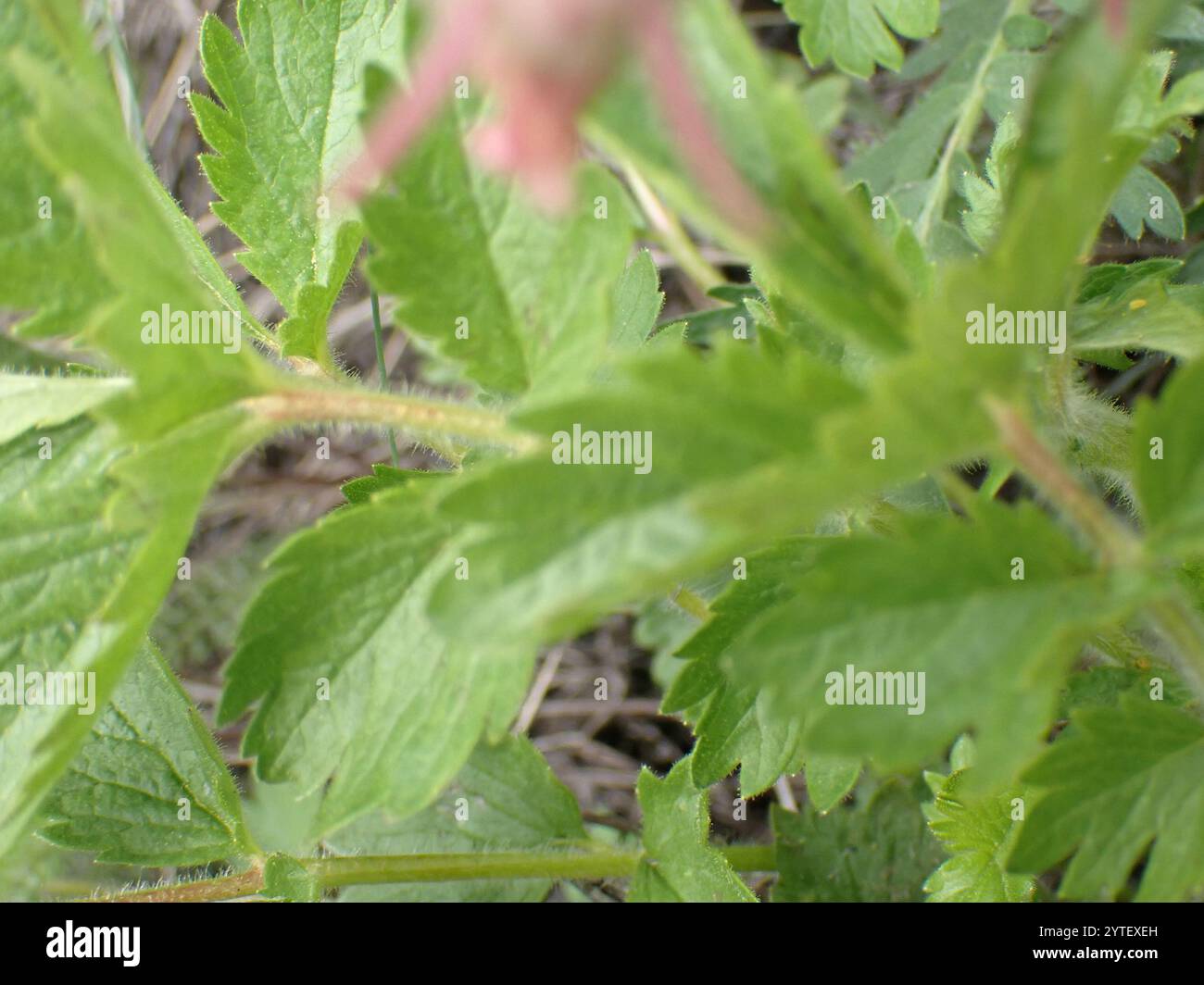 prairie smoke (Geum triflorum Stock Photo - Alamy
