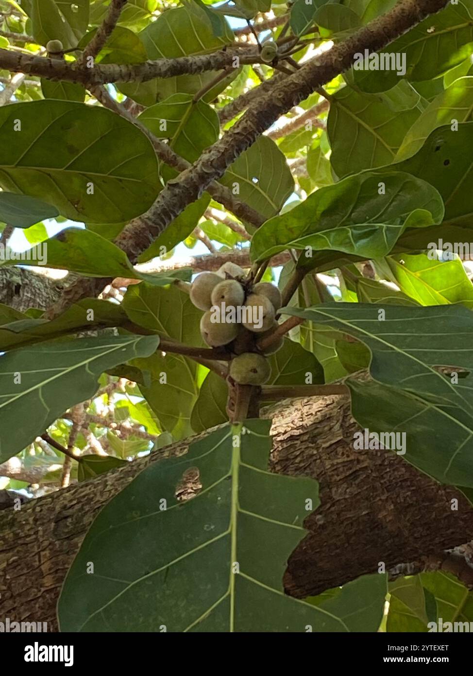 Giantleaf Fig (Ficus lutea Stock Photo - Alamy