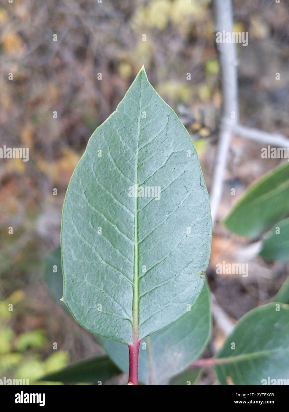 sugar bush × lemonade berry hybrid (Rhus integrifolia × ovata Stock ...