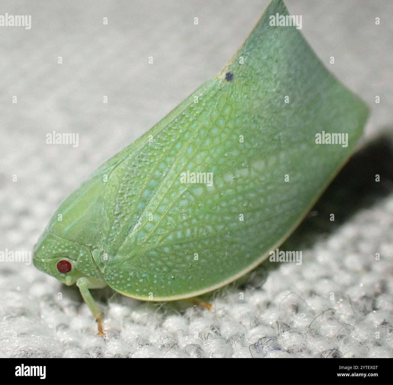Unipunctata hi-res stock photography and images - Alamy