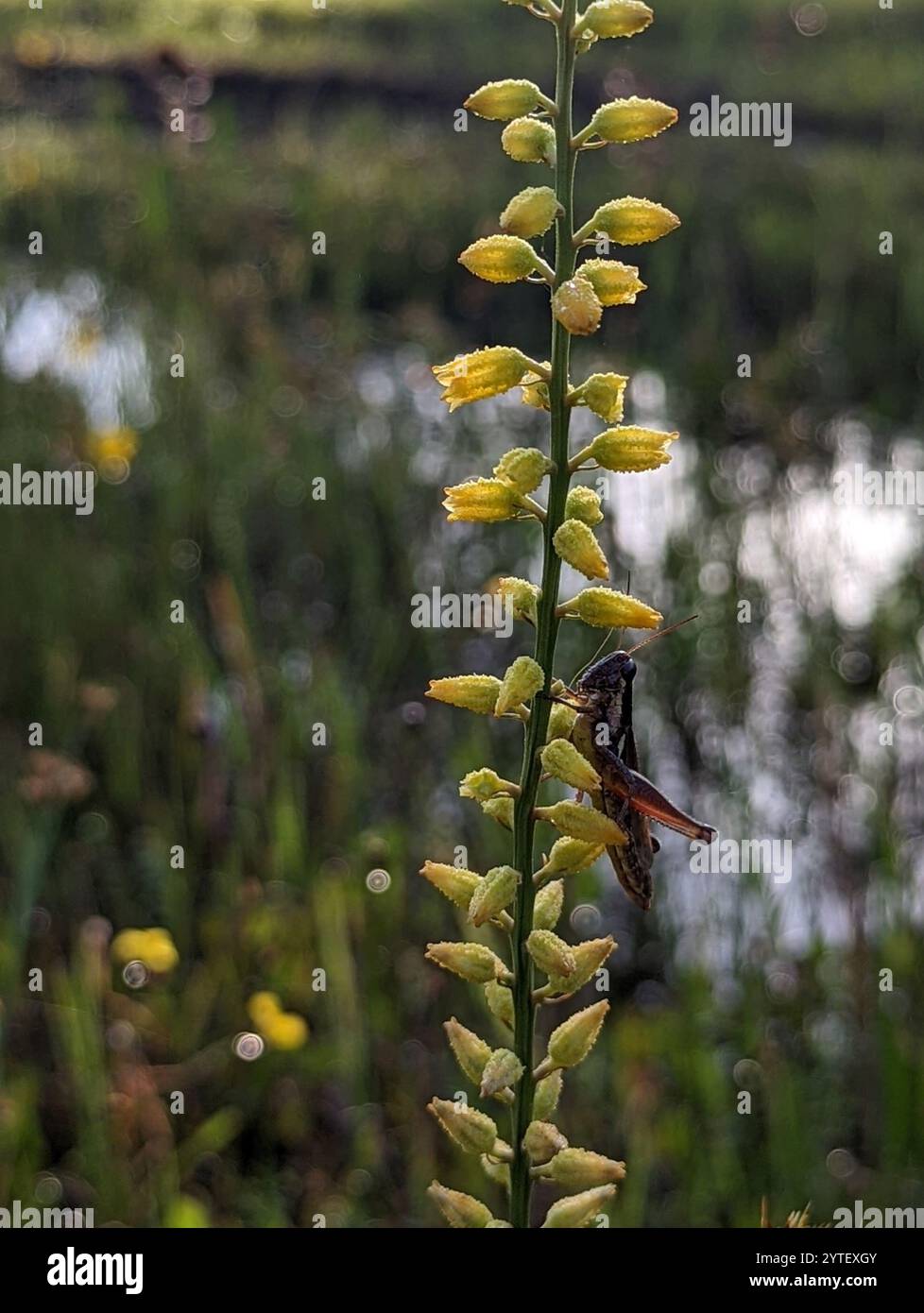 Yellow Colicroot (Aletris lutea Stock Photo - Alamy