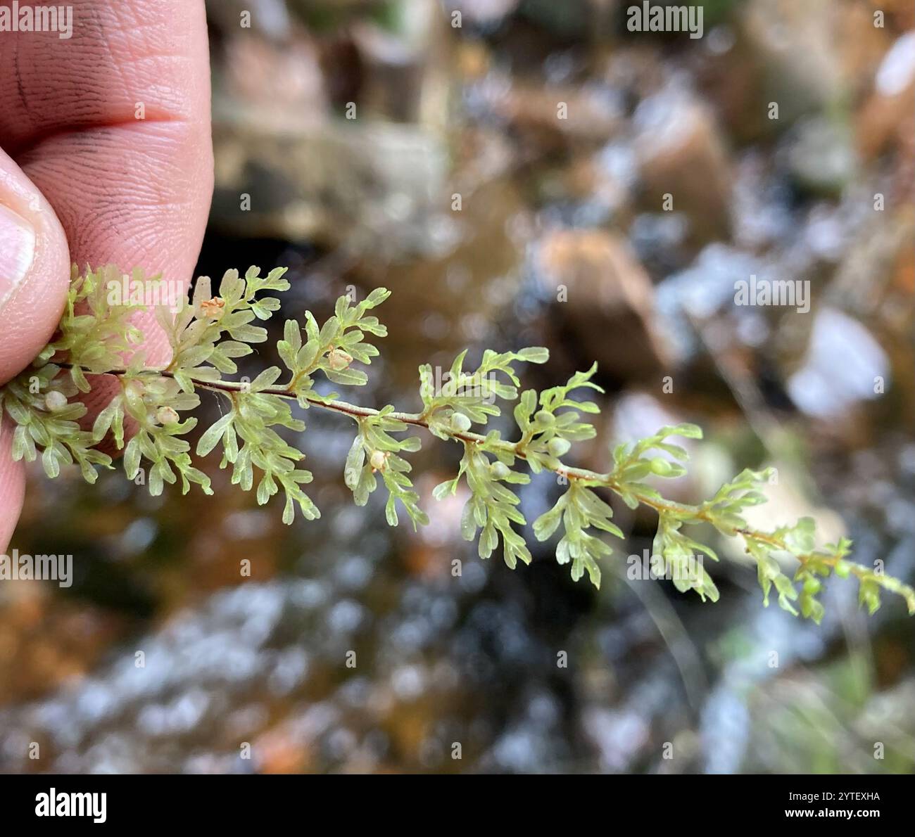 filmy ferns (Hymenophyllum Stock Photo - Alamy
