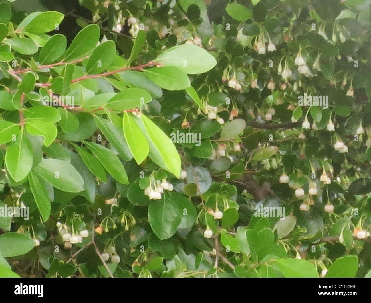 sparkleberry (Vaccinium arboreum Stock Photo - Alamy