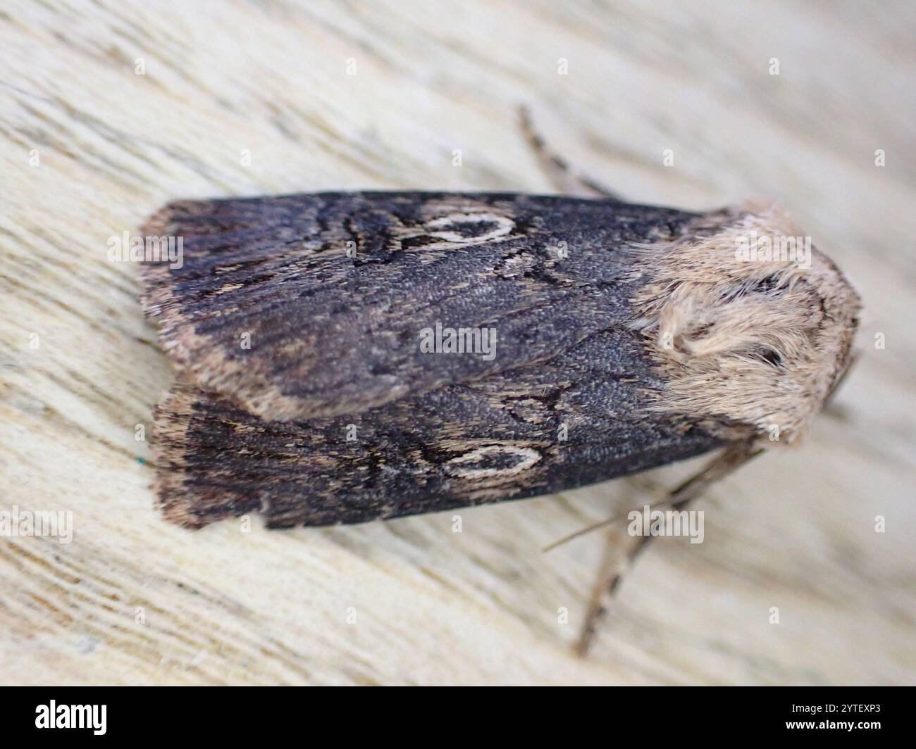 Shuttle shaped dart hi-res stock photography and images - Alamy