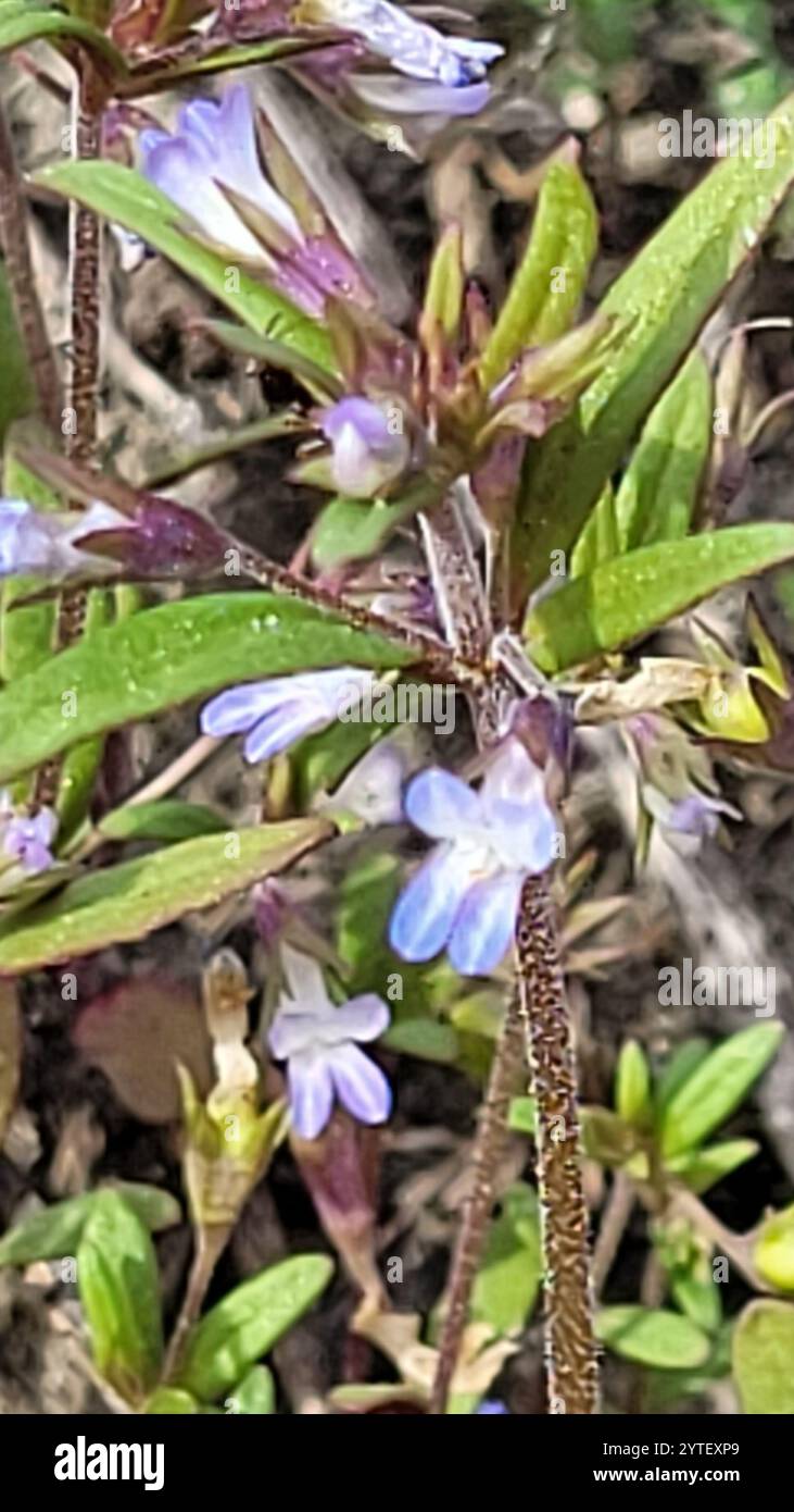 small-flowered blue-eyed mary (Collinsia parviflora Stock Photo - Alamy