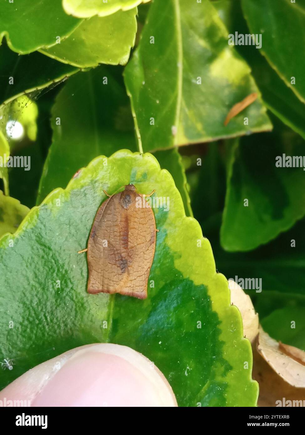 Carnation Tortrix (Cacoecimorpha pronubana Stock Photo - Alamy