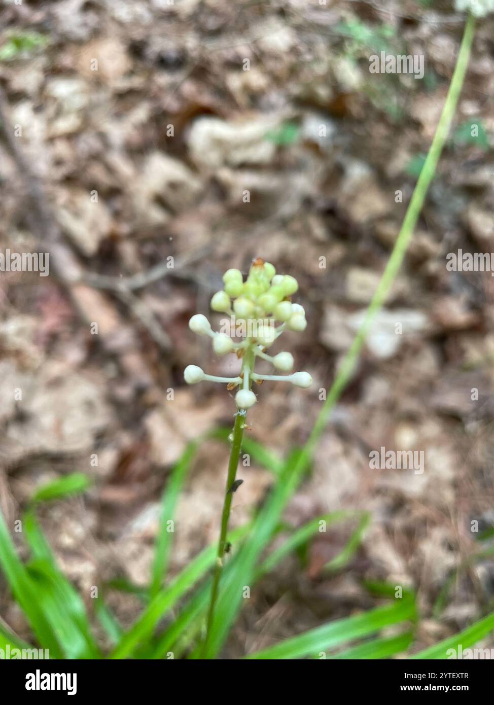 fly poison (Amianthium muscitoxicum Stock Photo - Alamy