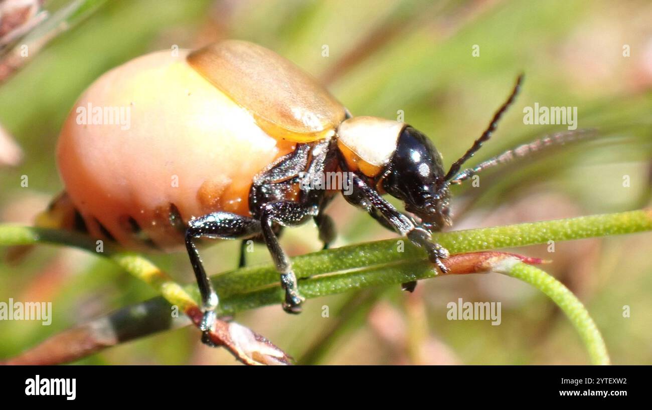Swollen Restio Beetles (Pseudorupilia Stock Photo - Alamy