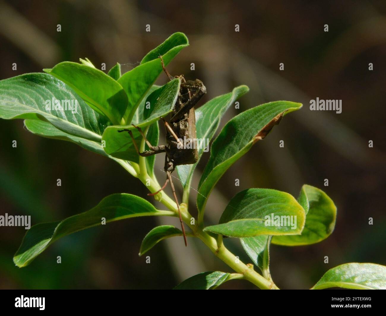 Florida Leaf-footed Bug (Acanthocephala femorata Stock Photo - Alamy