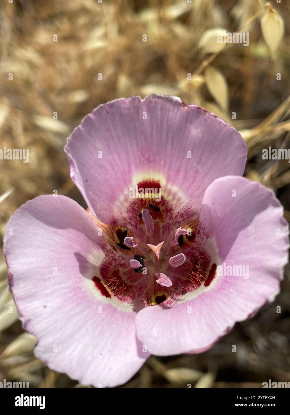 clay mariposa lily (Calochortus argillosus Stock Photo - Alamy
