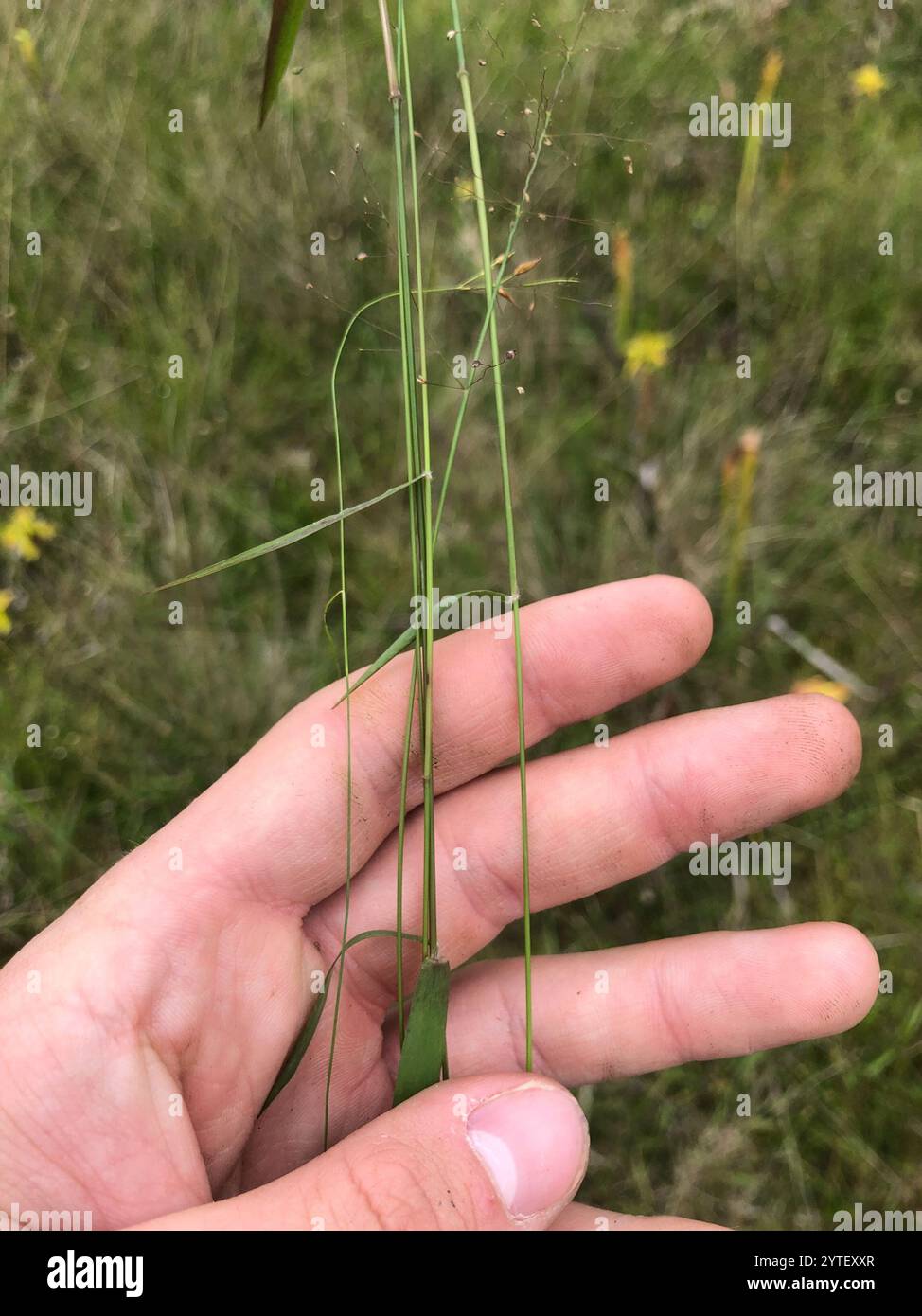 Coastal Plain Witchgrass (Dichanthelium longiligulatum Stock Photo - Alamy