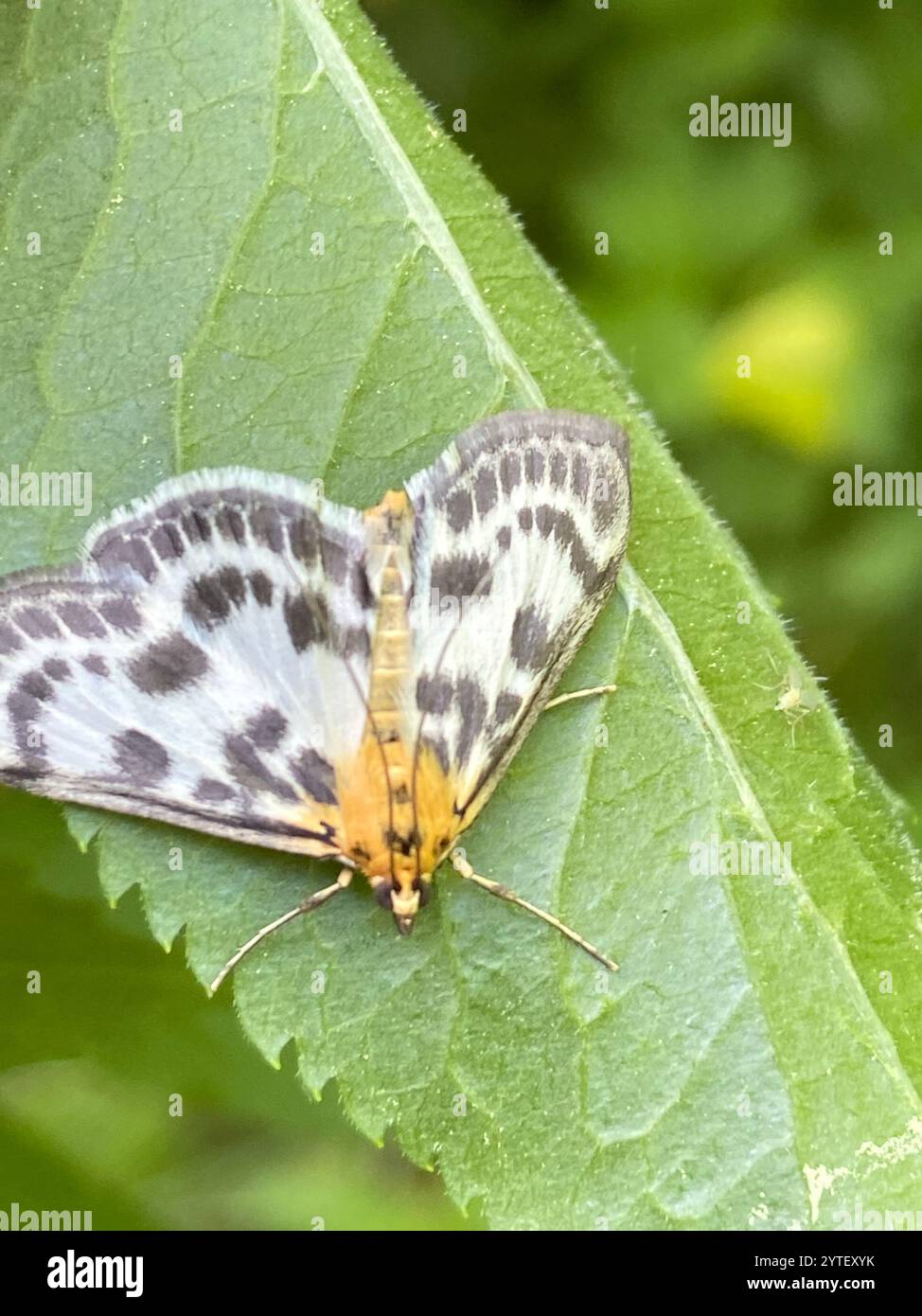 Small Magpie (Anania hortulata Stock Photo - Alamy