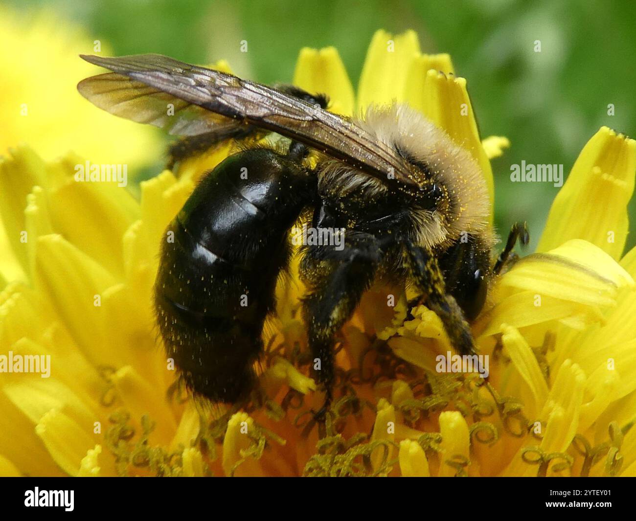 Mining Bees (Andrena Stock Photo - Alamy