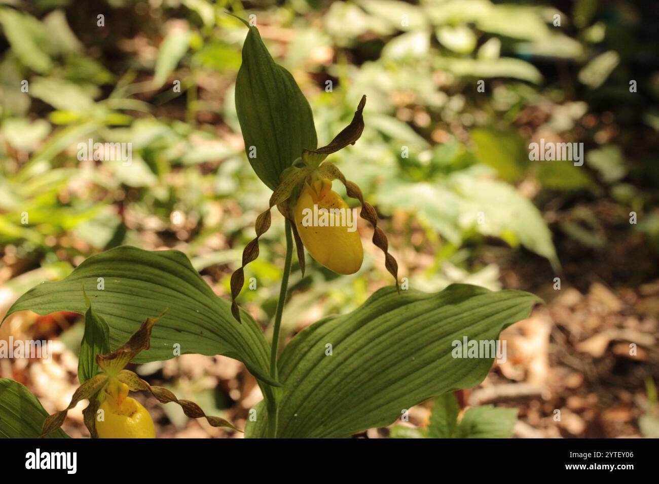 yellow lady's slipper (Cypripedium parviflorum Stock Photo - Alamy