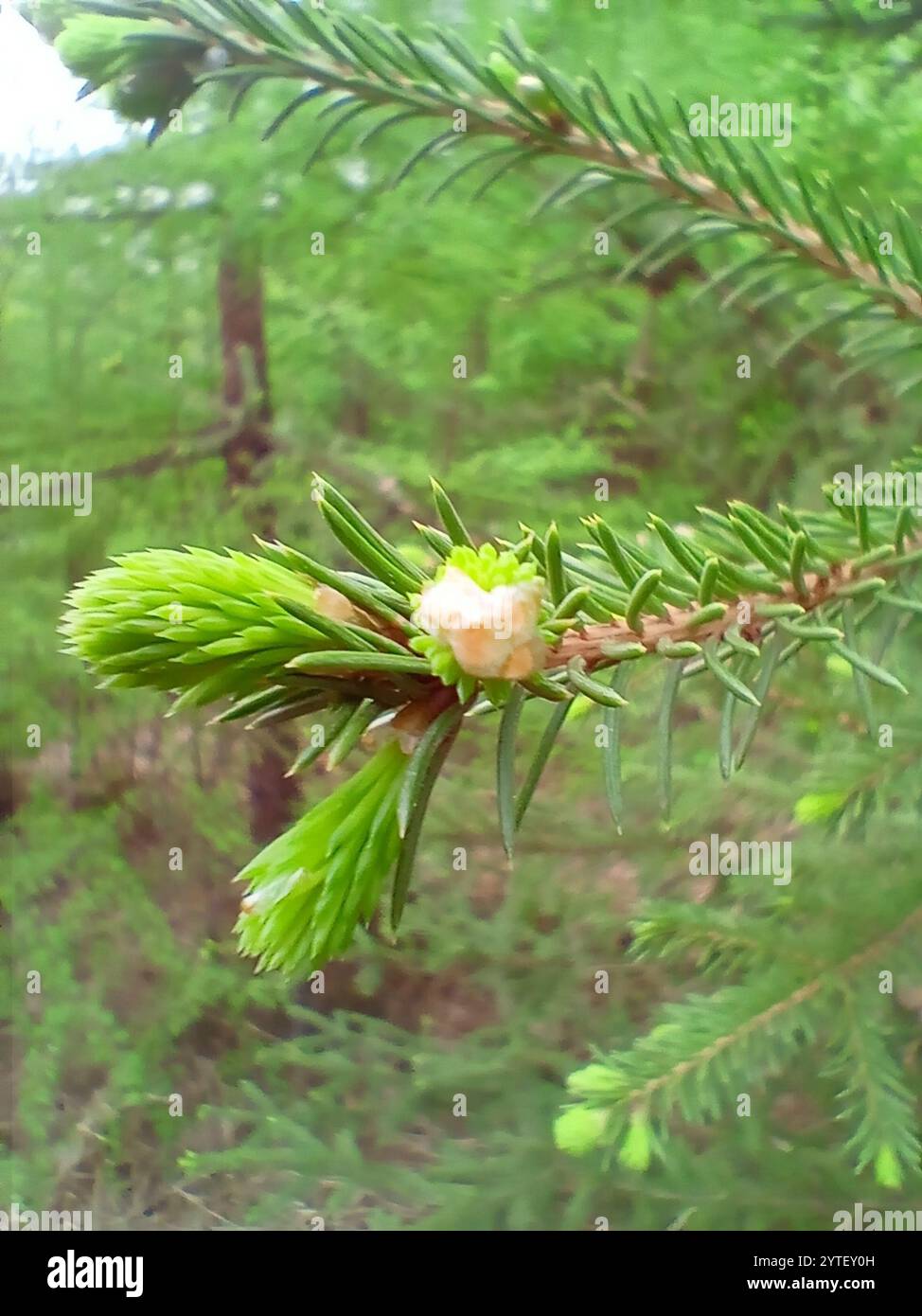 Siberian spruce (Picea obovata Stock Photo - Alamy