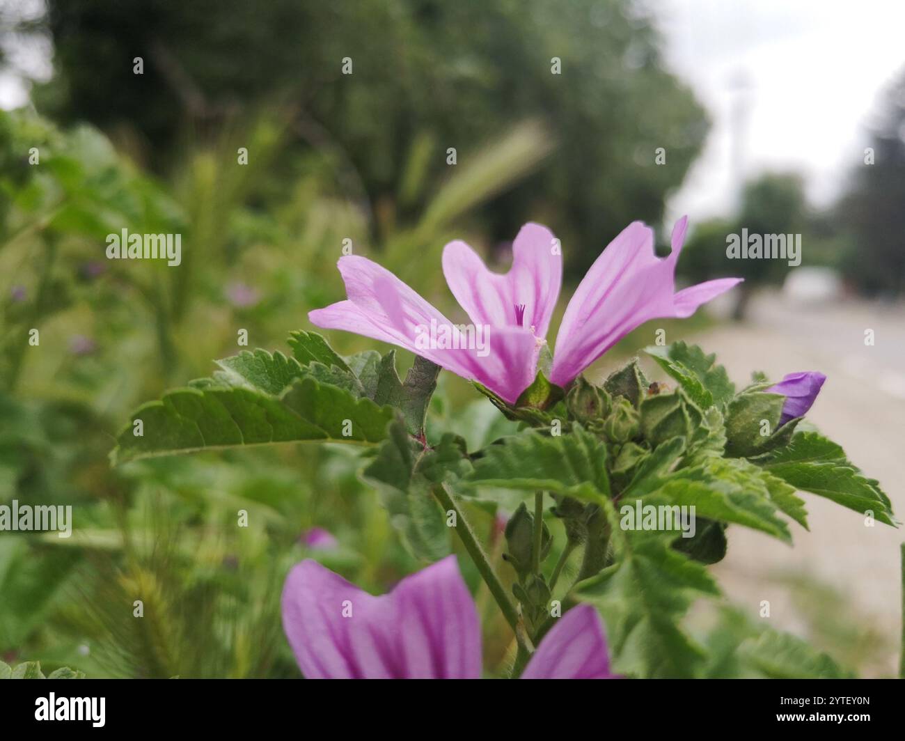 Common Mallow (Malva sylvestris Stock Photo - Alamy