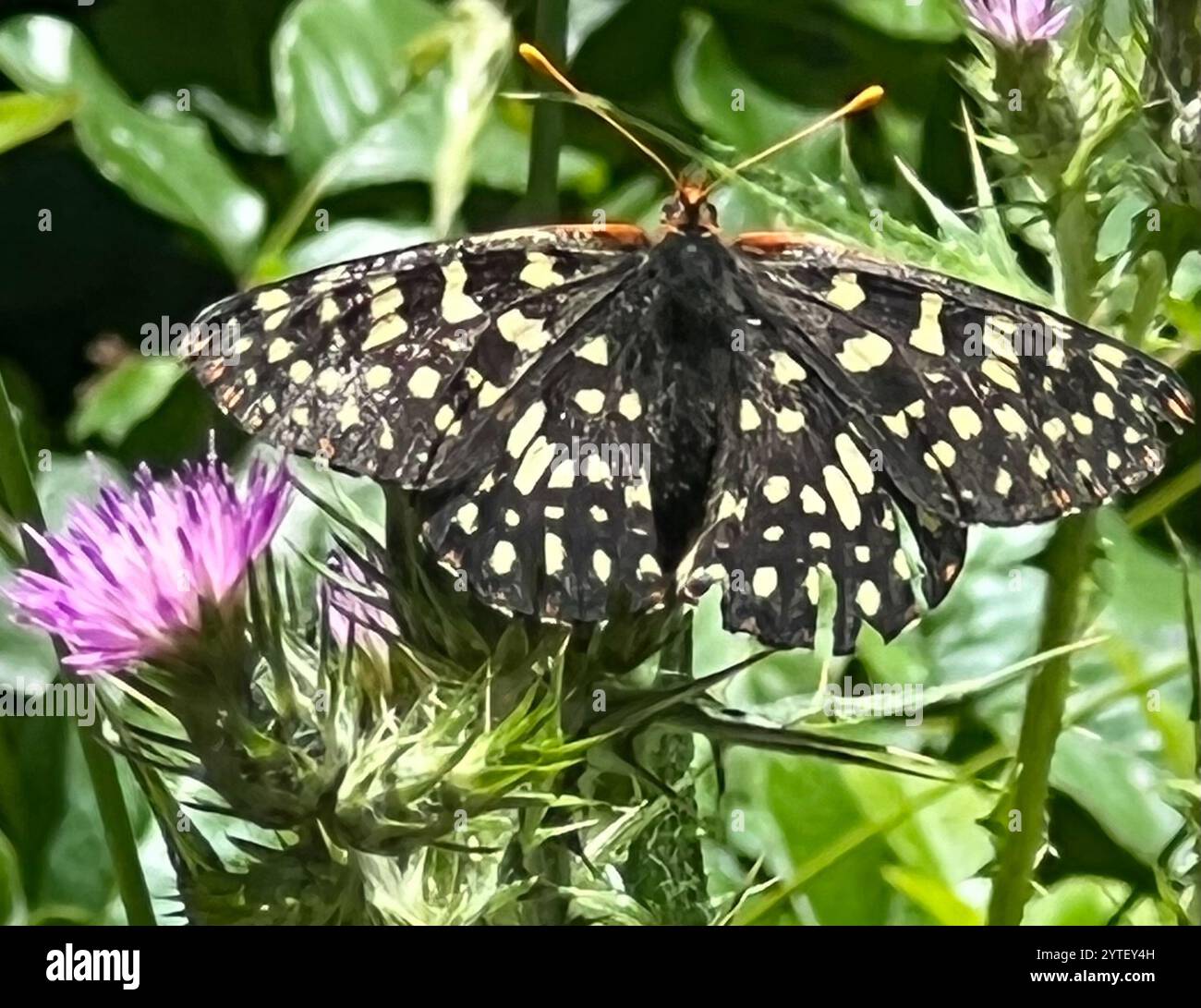 Variable Checkerspot (Euphydryas chalcedona Stock Photo - Alamy