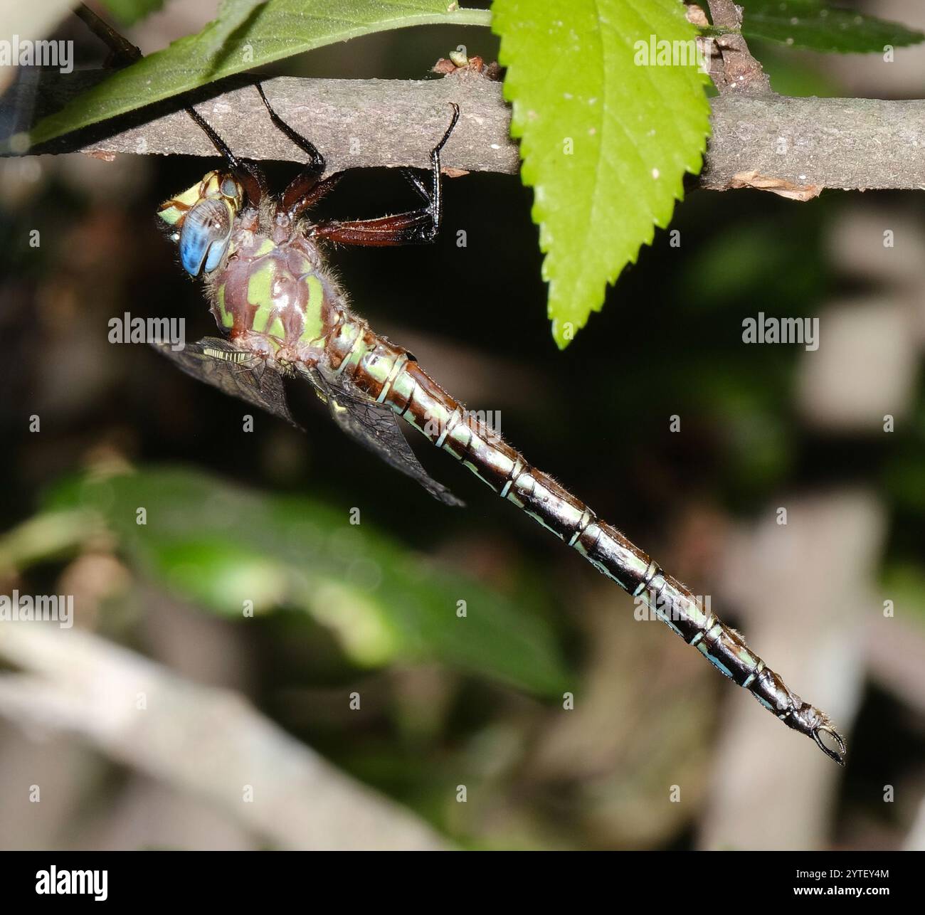 Nasiaeschna hi-res stock photography and images - Alamy