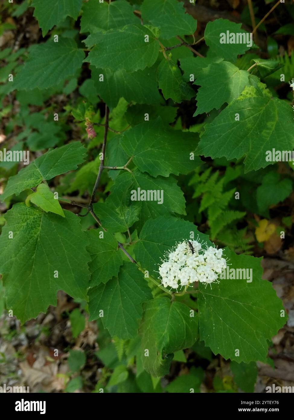 mapleleaf viburnum (Viburnum acerifolium Stock Photo - Alamy