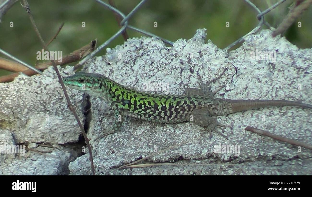 Italian Wall Lizard (Podarcis siculus Stock Photo - Alamy