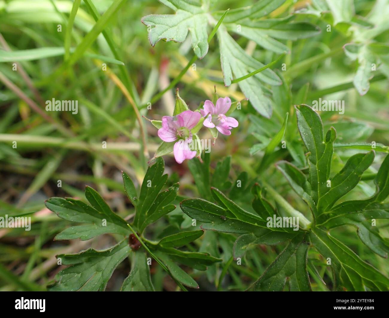 Cut-leaved crane's-bill (Geranium dissectum Stock Photo - Alamy