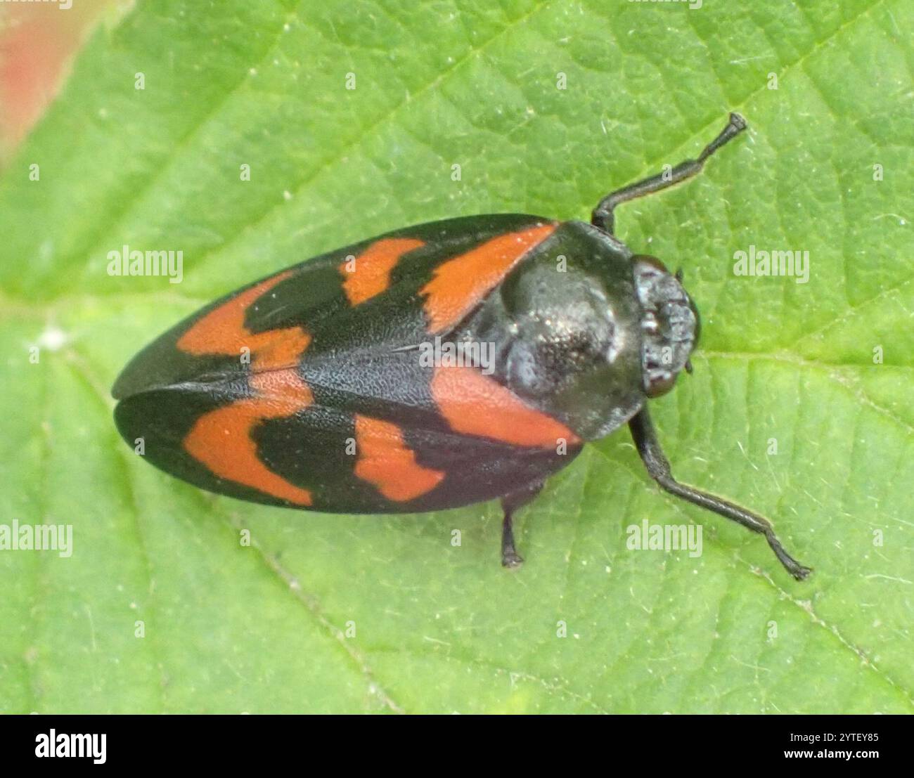 Common Froghopper (Cercopis vulnerata Stock Photo - Alamy