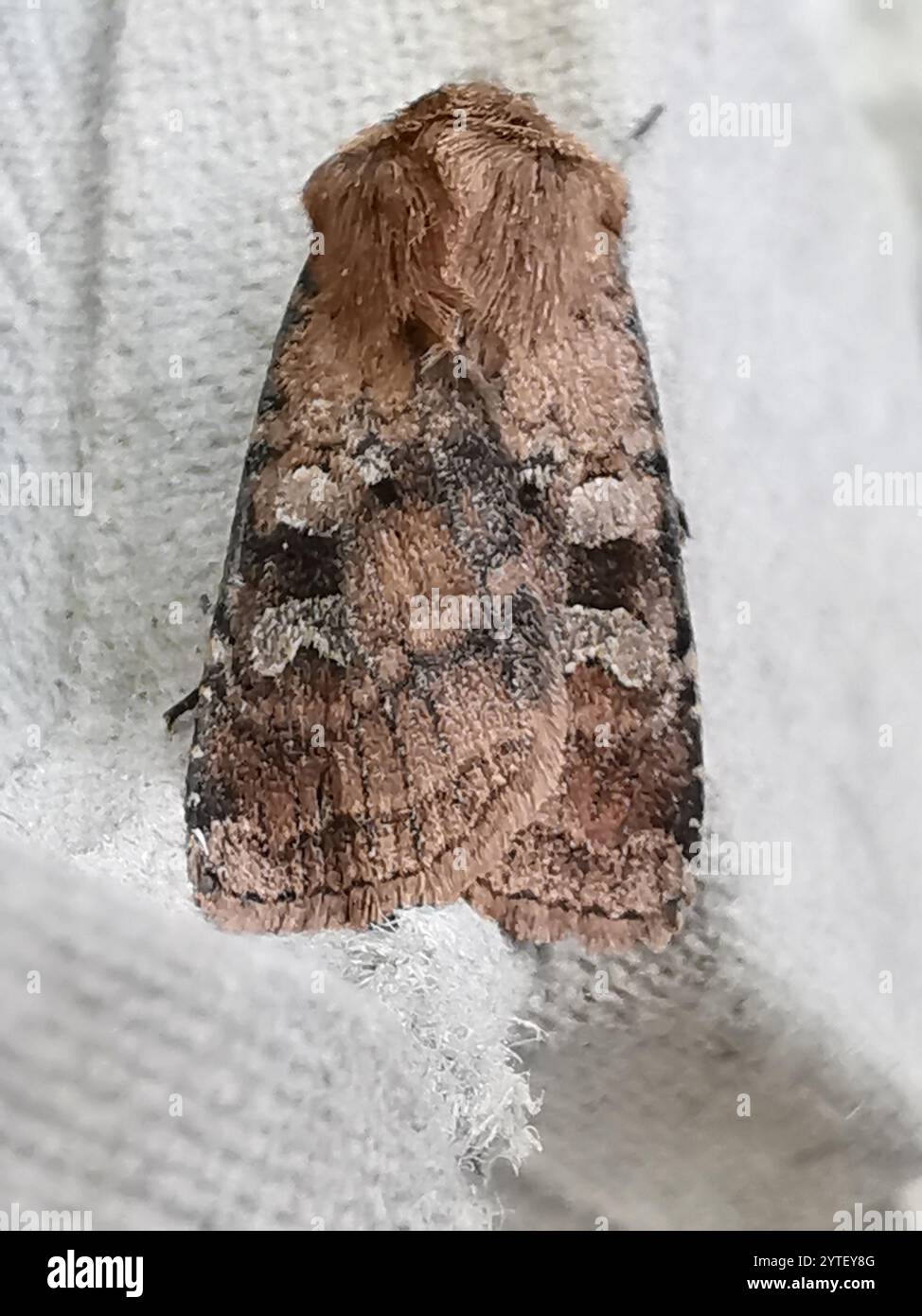 Small Square-spot (Diarsia rubi Stock Photo - Alamy