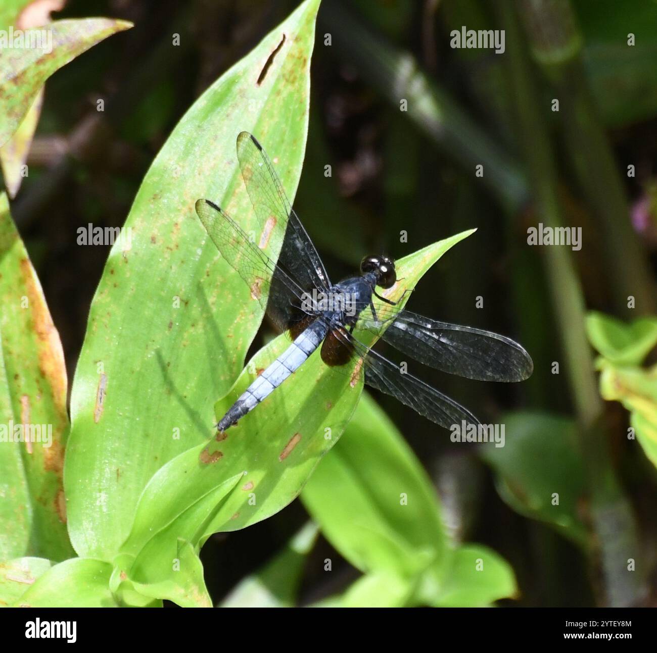 White-tailed Dragonlet (Erythrodiplax unimaculata Stock Photo - Alamy