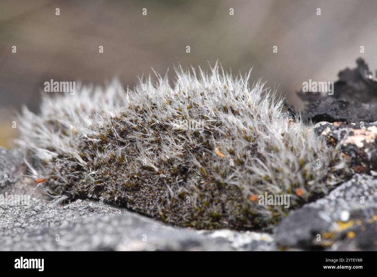 Steppe mouse-moss (Coscinodon calyptratus Stock Photo - Alamy
