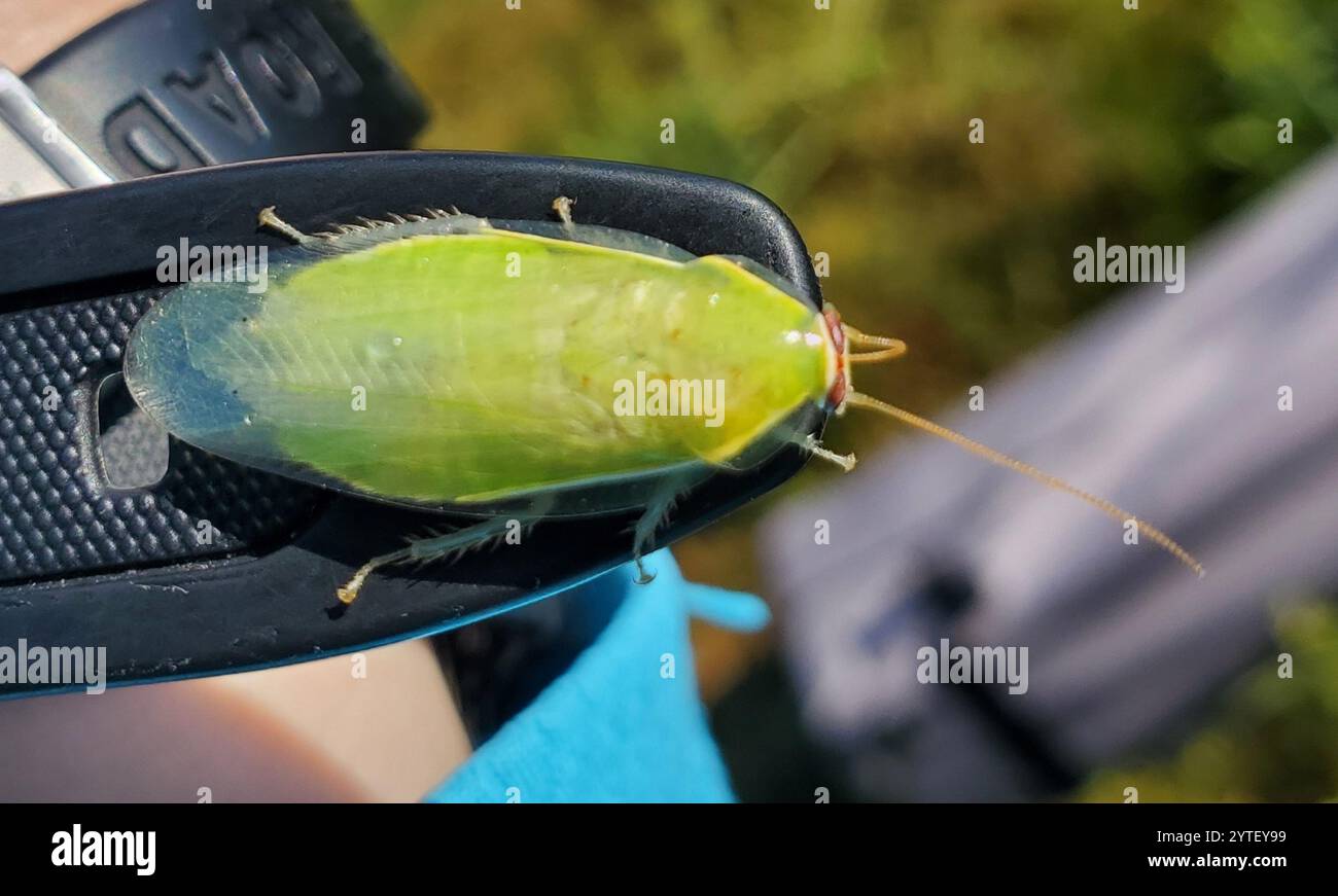 Banana Cockroach (Panchlora nivea Stock Photo - Alamy
