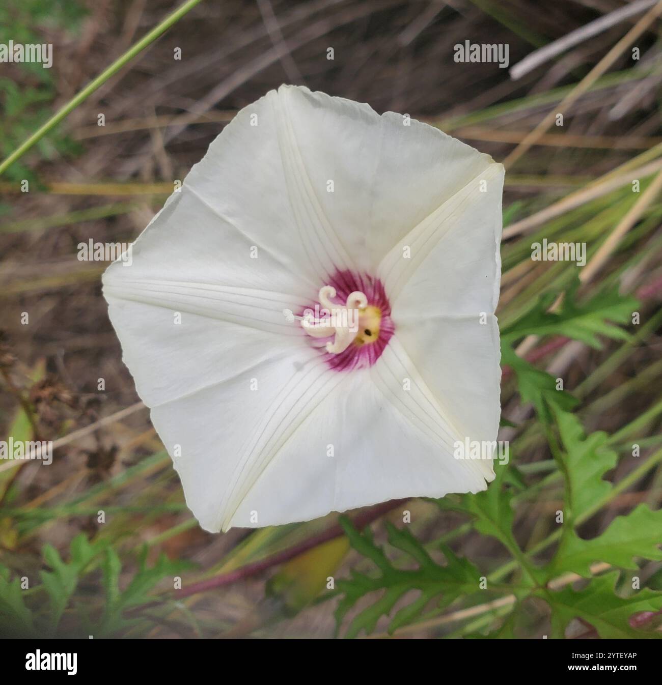 Alamo vine (Distimake dissectus Stock Photo - Alamy