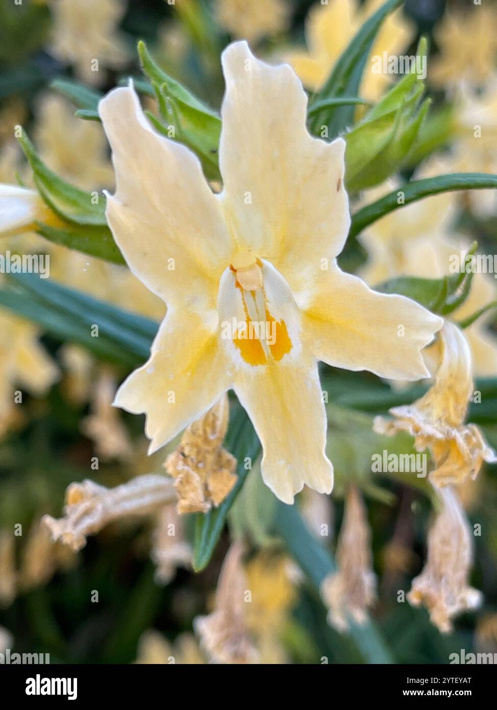southern bush monkeyflower (Diplacus longiflorus Stock Photo - Alamy