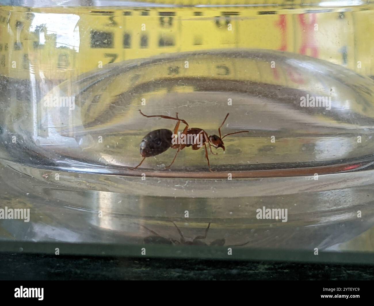 fusca-group Field Ants and Allies (Formica fusca Stock Photo - Alamy