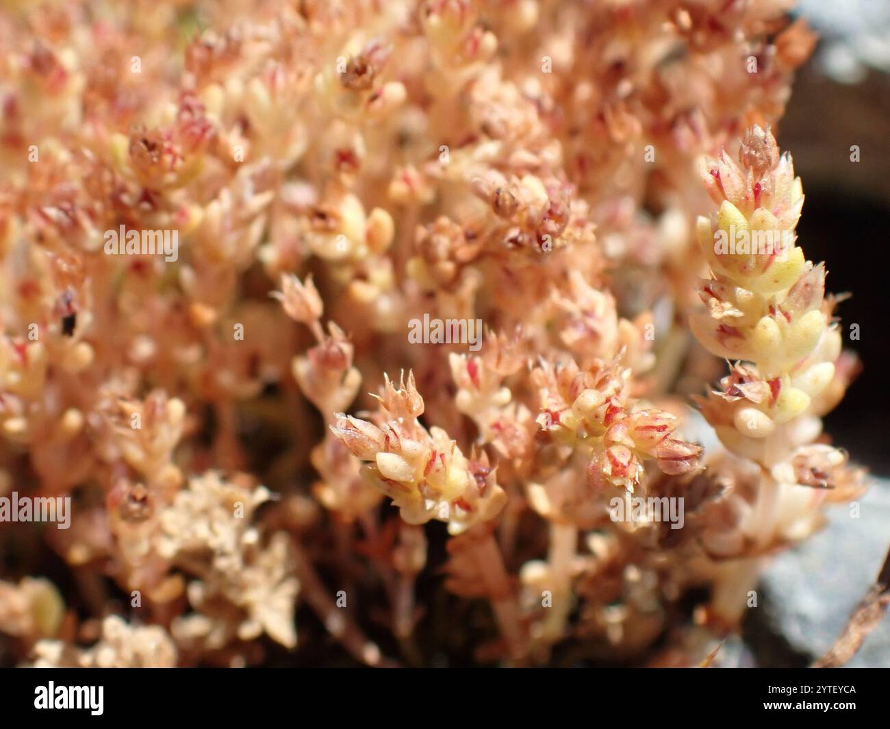 sand pygmyweed (Crassula connata Stock Photo - Alamy
