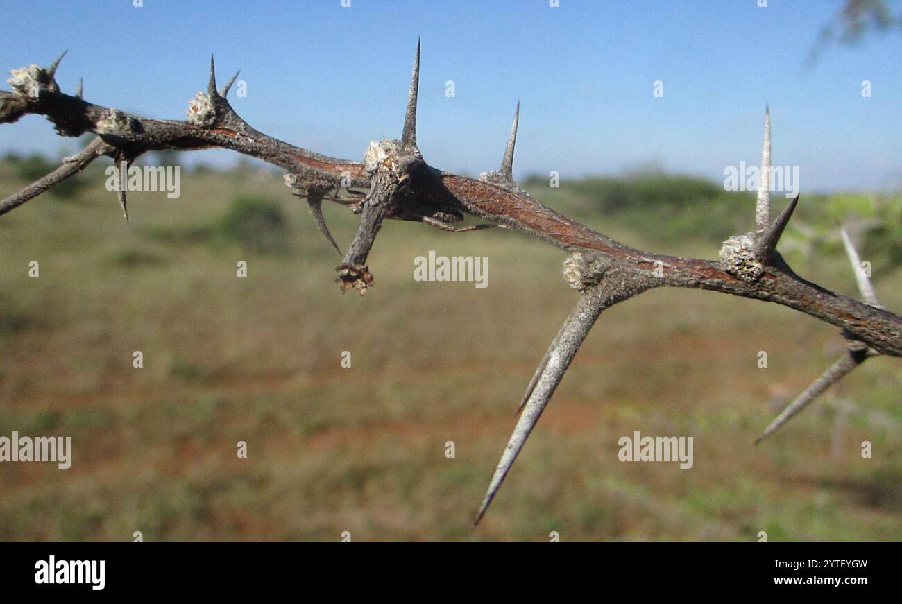 thorn trees (Vachellia Stock Photo - Alamy