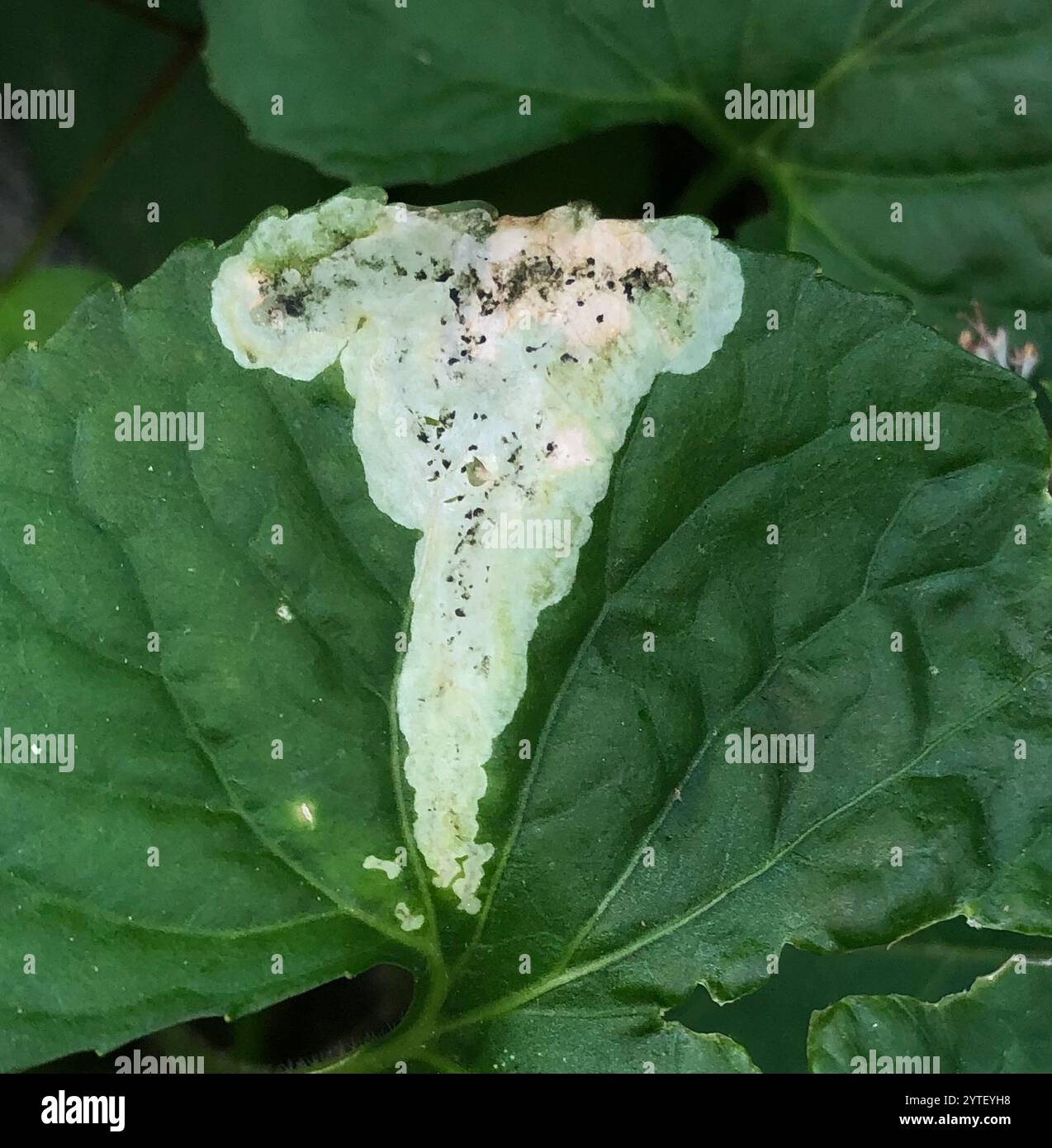 Winged and Once-winged Insects (Pterygota Stock Photo - Alamy