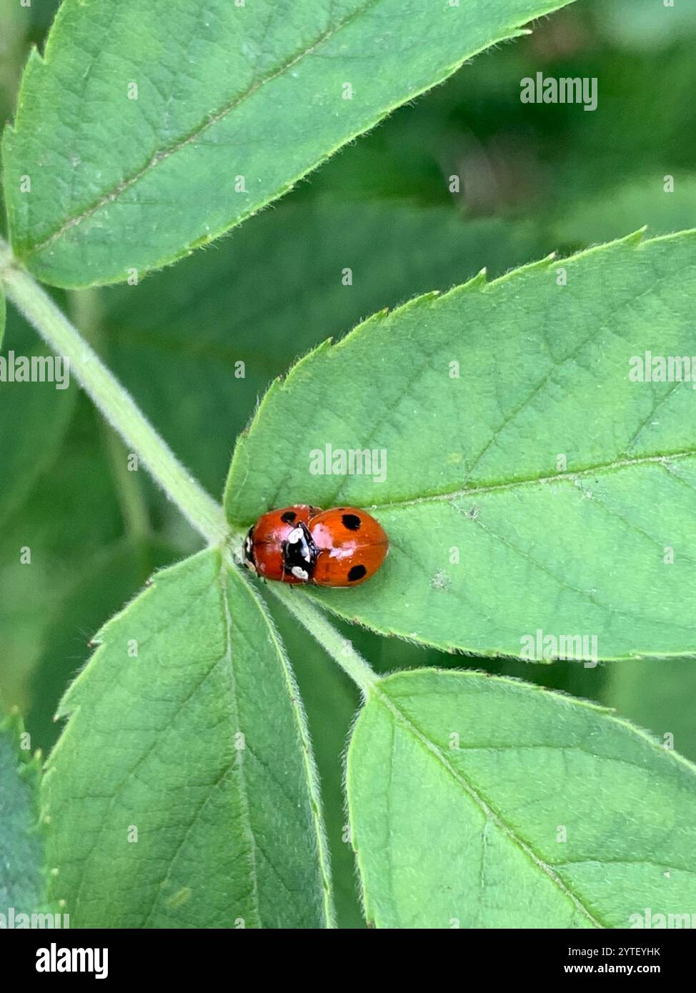 Two-spotted Lady Beetle (Adalia bipunctata Stock Photo - Alamy
