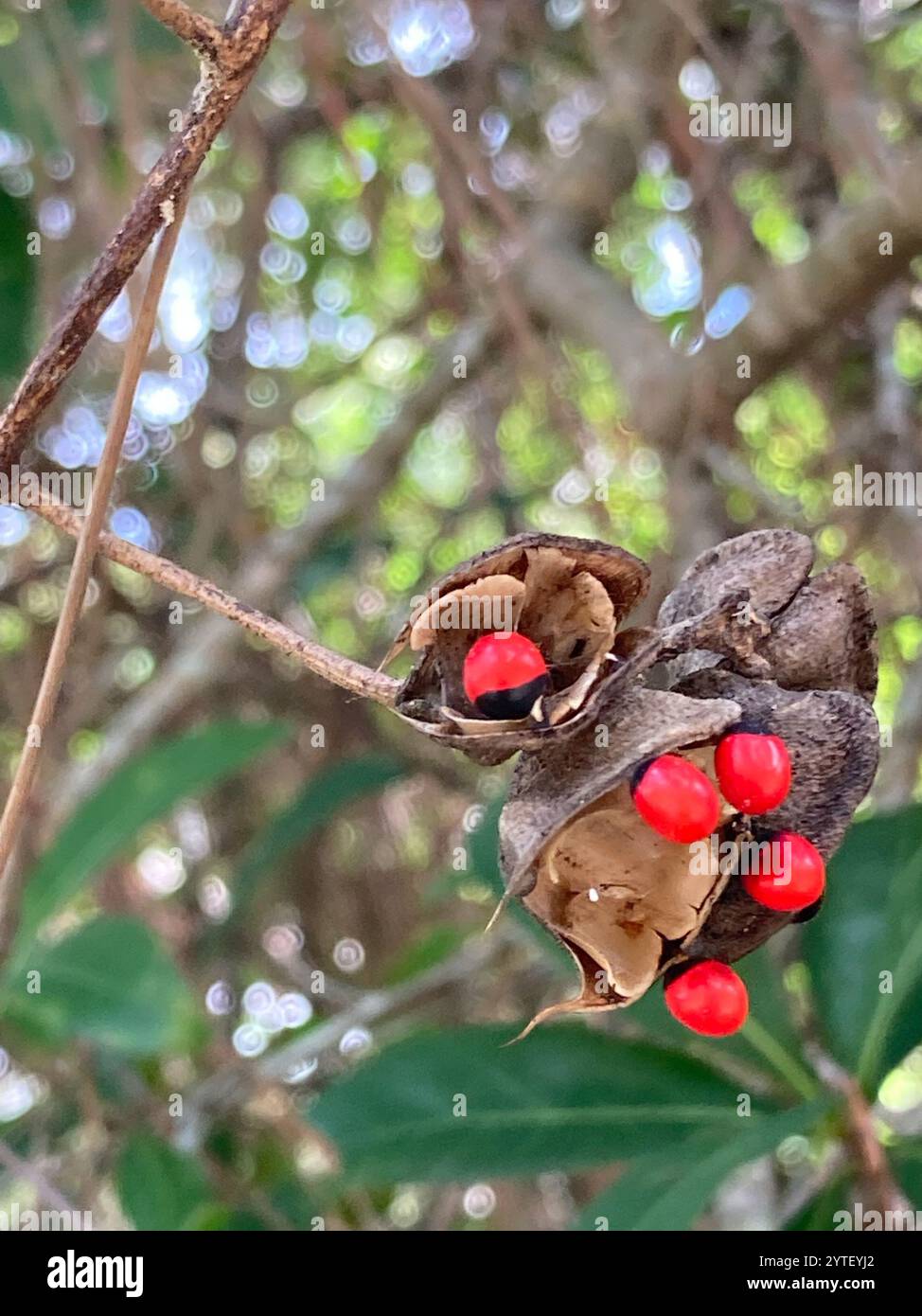 rosary pea (Abrus precatorius Stock Photo - Alamy