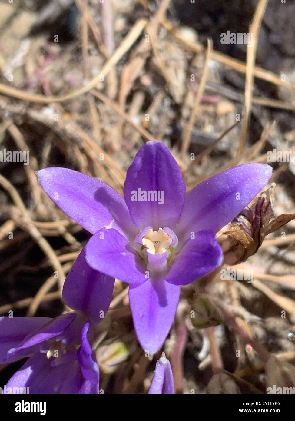 Dwarf Brodiaea (Brodiaea terrestris Stock Photo - Alamy