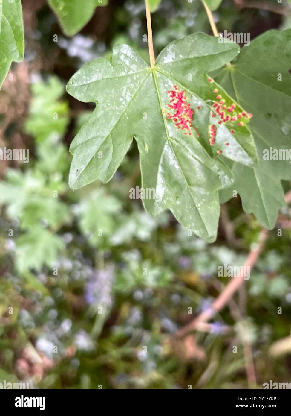 Maple gall mite (Aceria macrorhyncha Stock Photo - Alamy