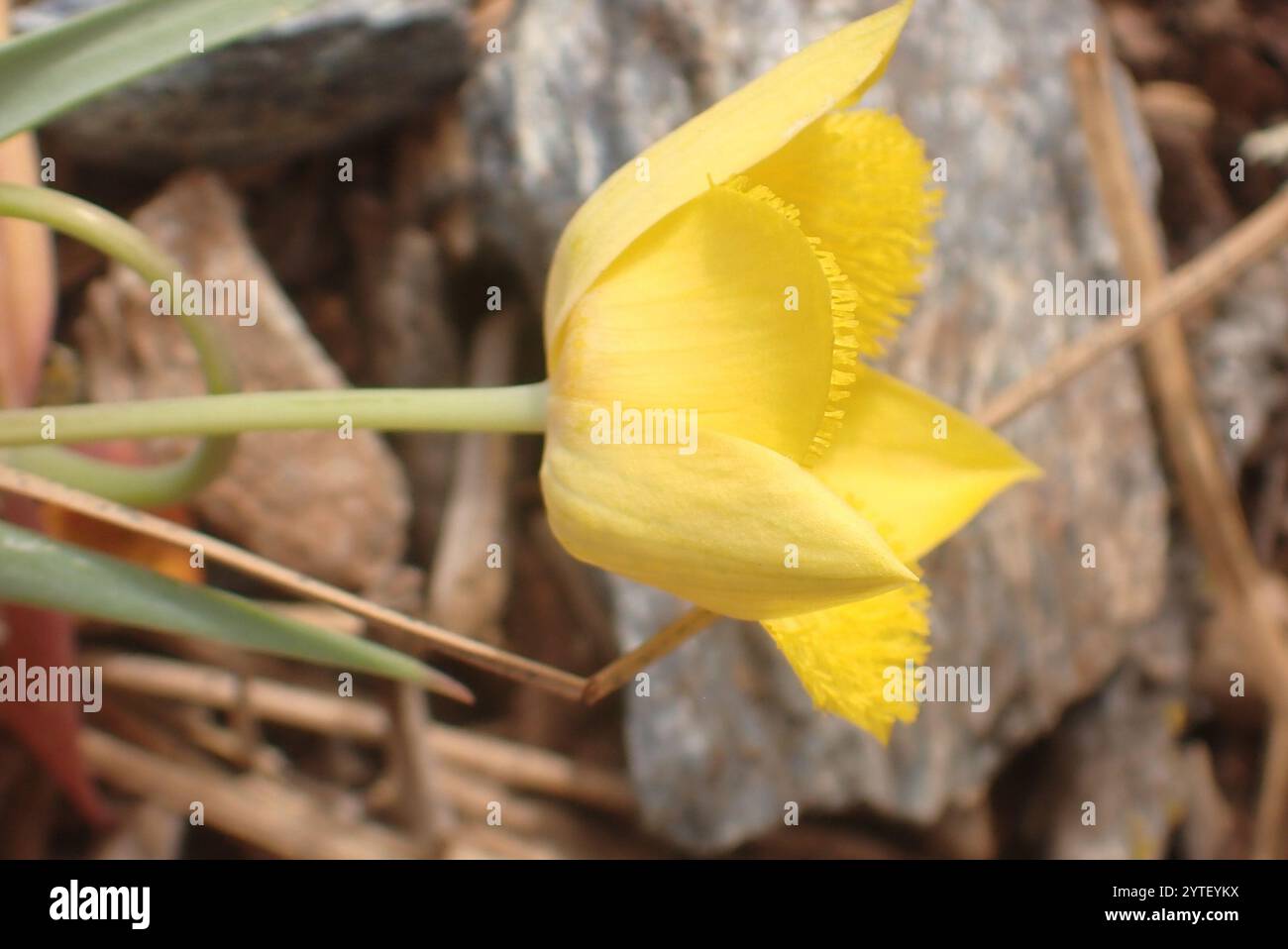 Monophyllus hi-res stock photography and images - Alamy