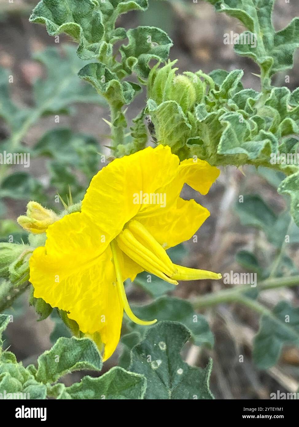 buffalo-bur (Solanum rostratum Stock Photo - Alamy