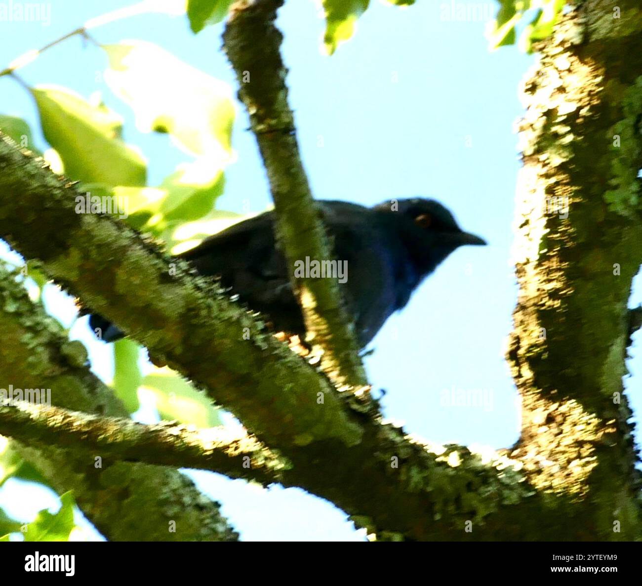 Black-bellied Starling (Notopholia corusca Stock Photo - Alamy