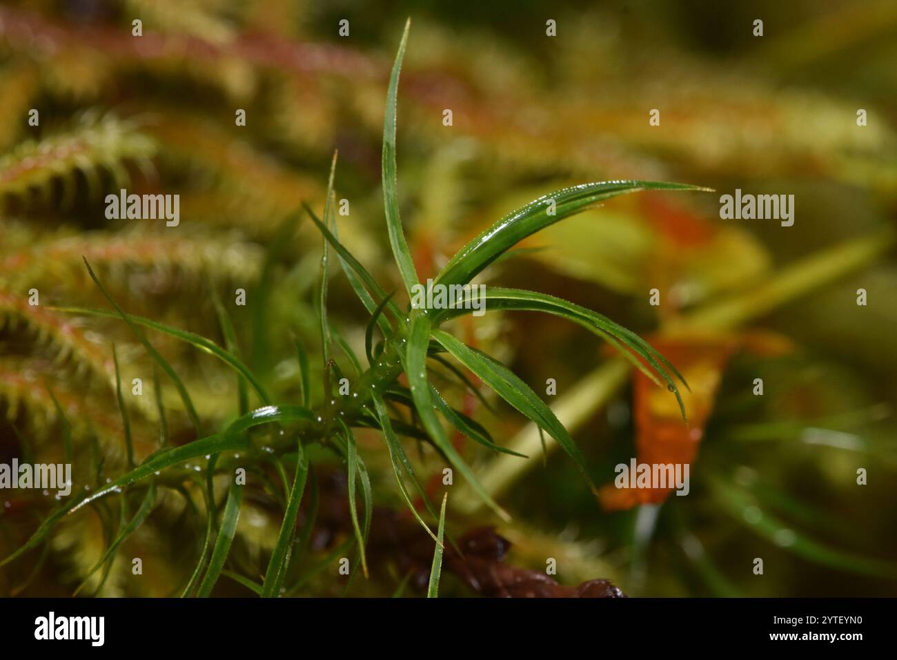 Common Haircap Moss (Polytrichum commune Stock Photo - Alamy