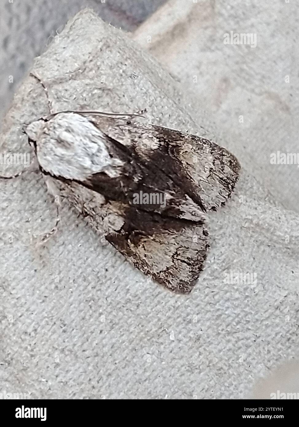 Alder Moth (Acronicta alni Stock Photo - Alamy