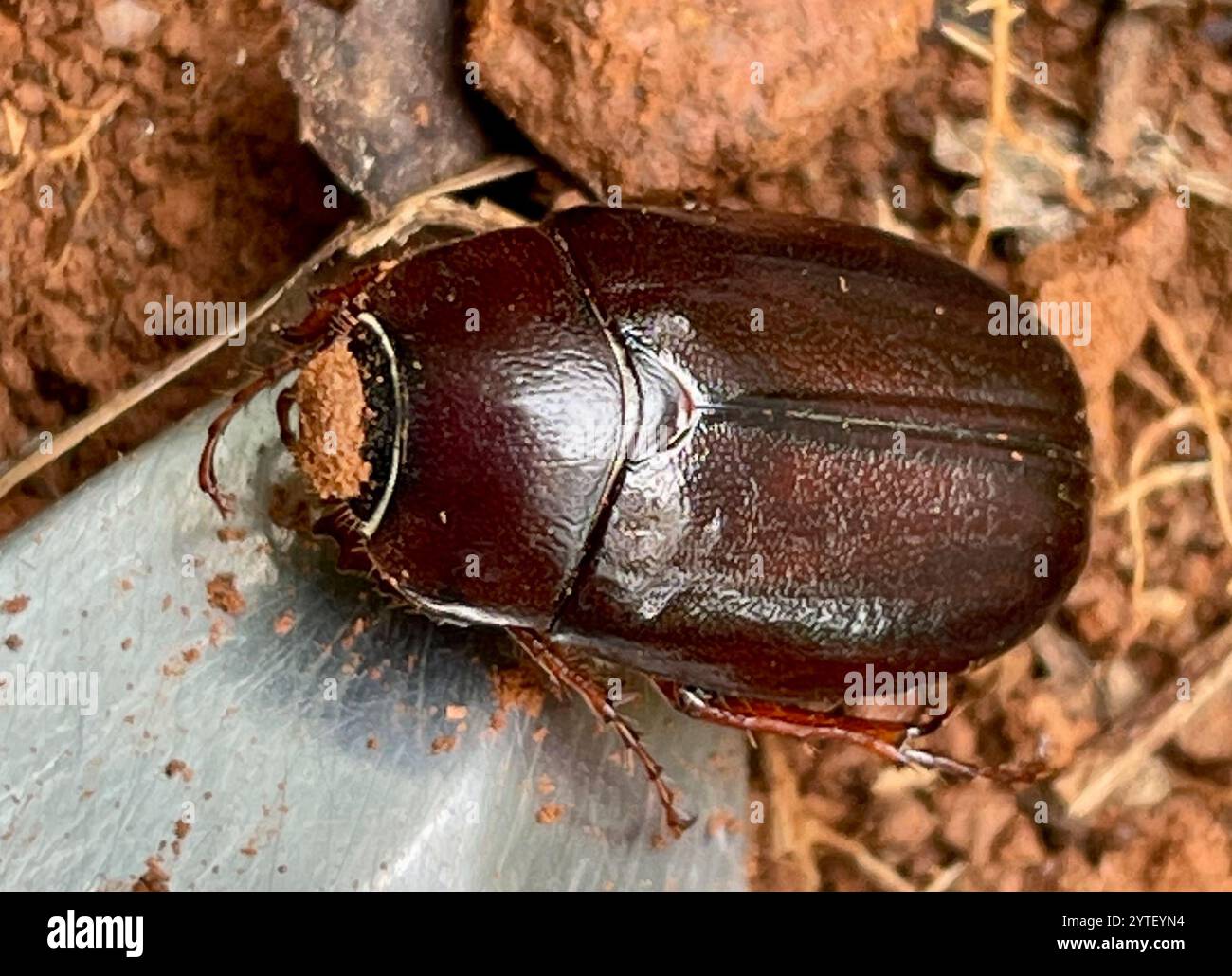 May Beetles (Phyllophaga Stock Photo - Alamy