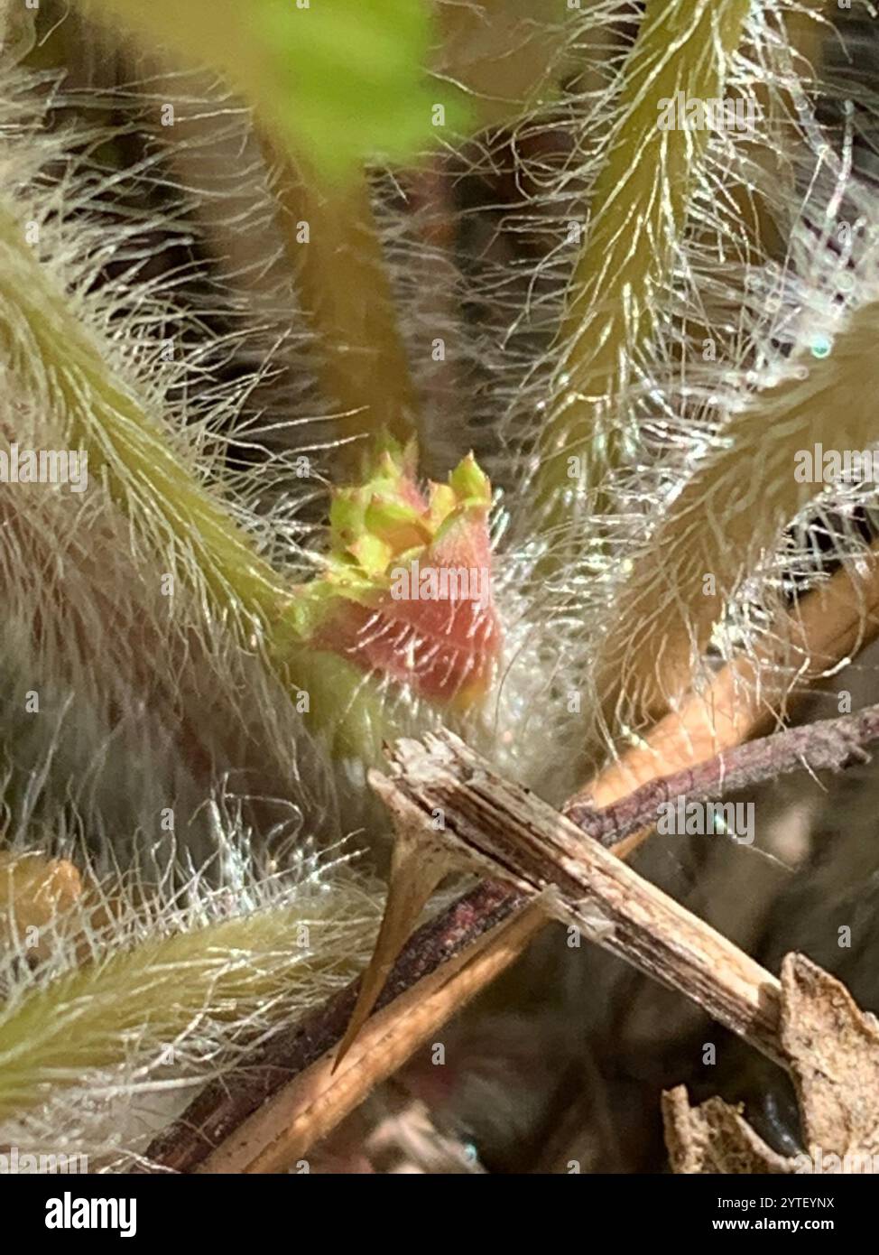 Green-flower Alumroot (Heuchera chlorantha Stock Photo - Alamy