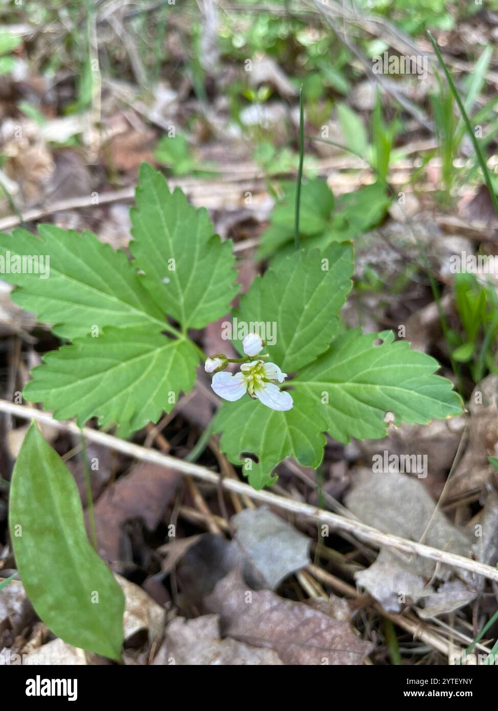 Two-leaved Toothwort (Cardamine diphylla Stock Photo - Alamy