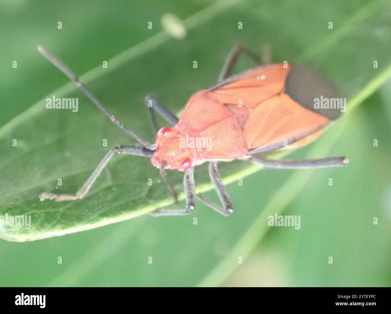 Old World Soapberry Bugs (Leptocoris Stock Photo - Alamy